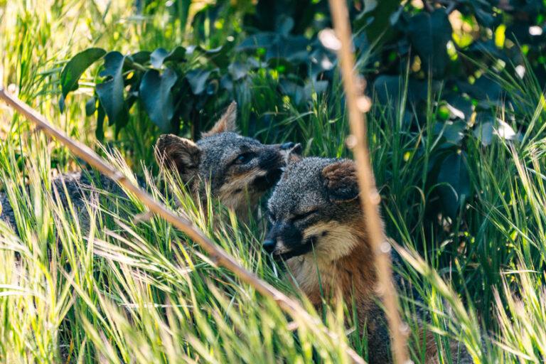 Prime Location to See Rare Island Fox at Channel Islands - Vhappyoutside